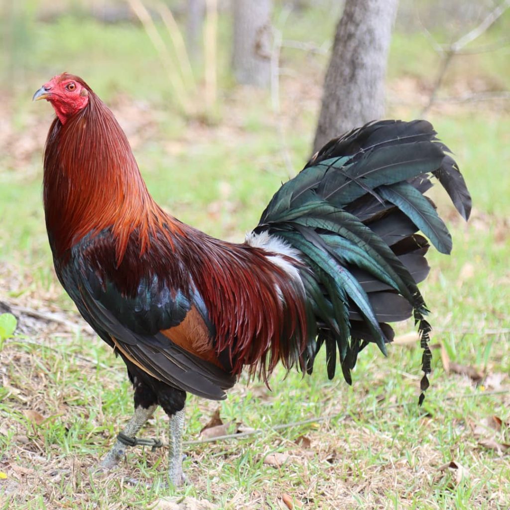 Shop – Blackwater Gamefarm